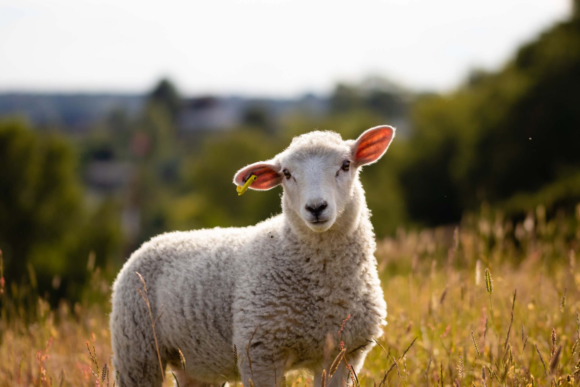 Junges Schaf - Fototapete